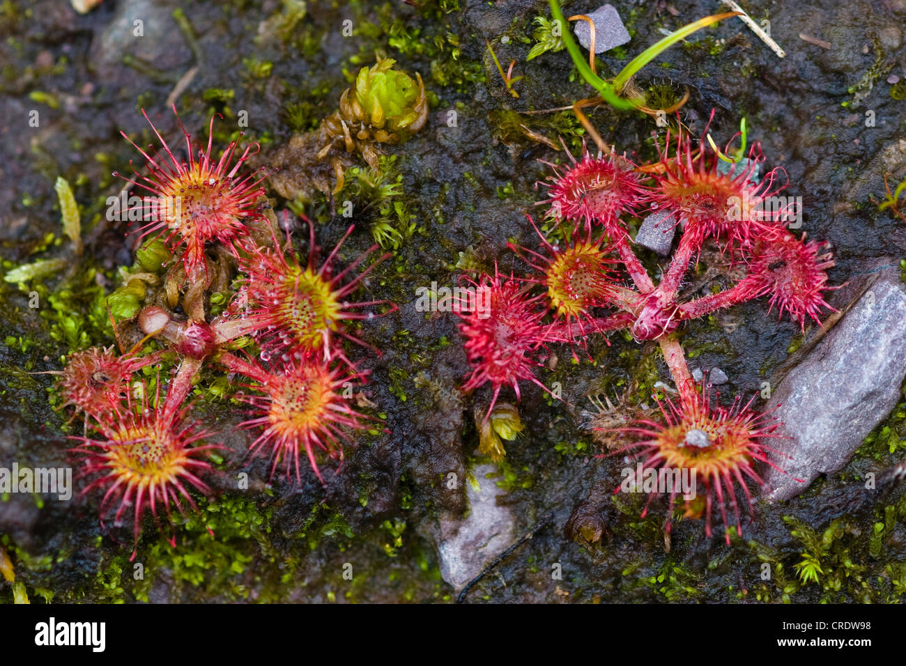 Roundleaf sundews hi-res stock photography and images - Alamy