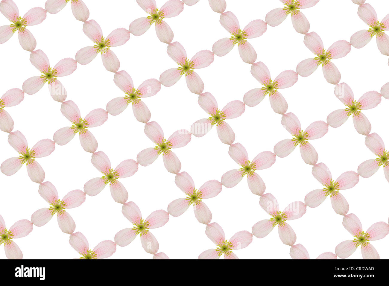Many clematis flowers forming a diamond pattern Stock Photo - Alamy