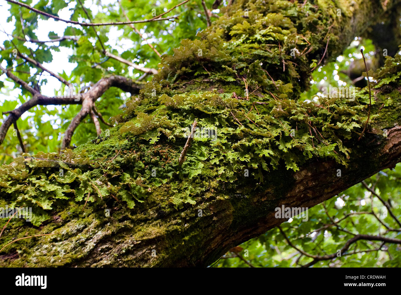 overgrown tree trunk, Ireland, Kerrysdale, Derreen Gardens Stock Photo ...