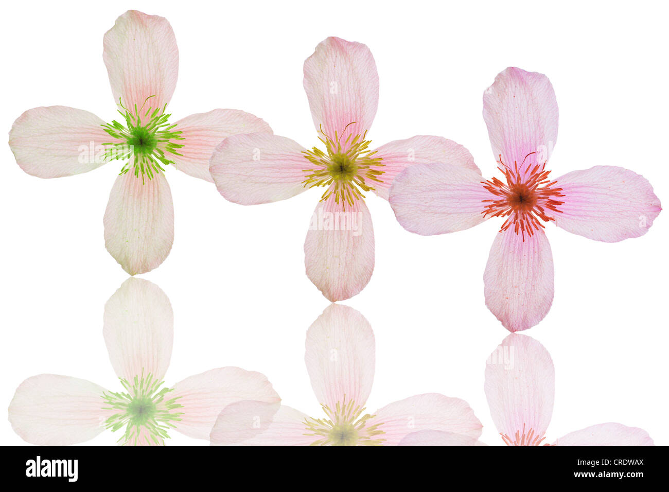 Three clematis flowers with green, yellow and red stamens in a row with ...