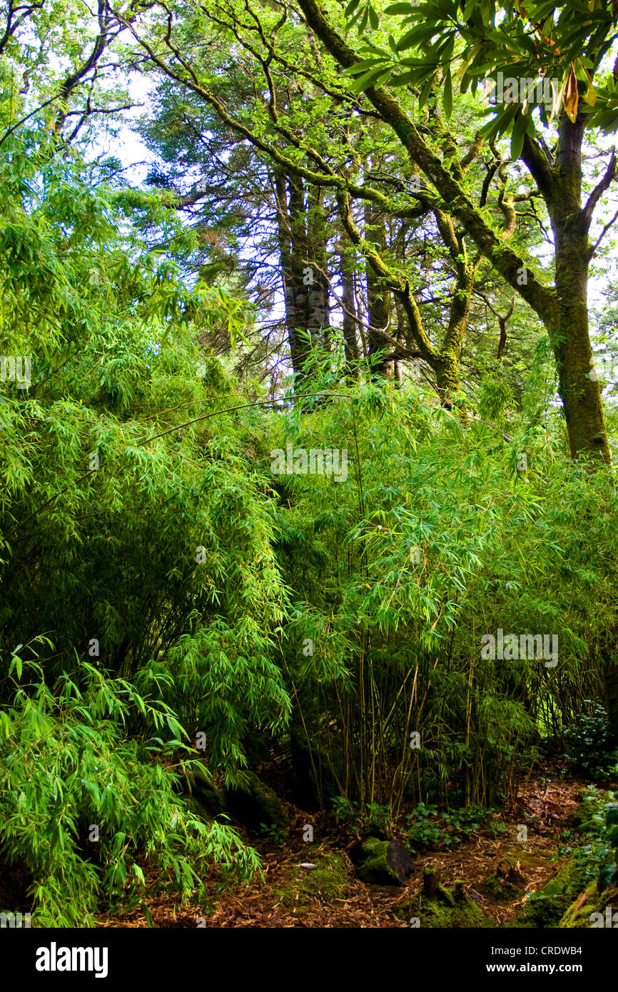 bamboo in a subtropical garden, Ireland, Kerrysdale, Derreen Gardens ...