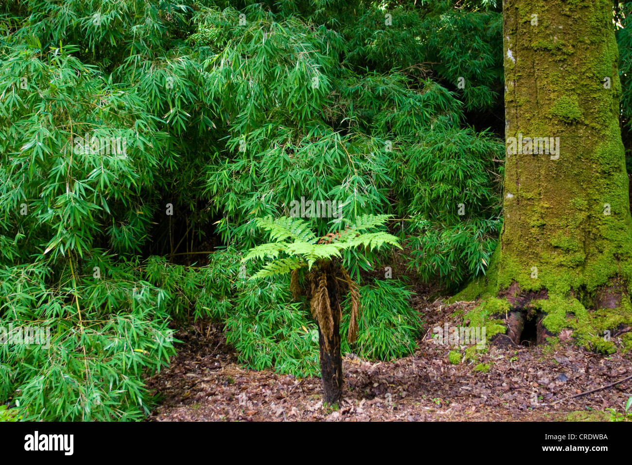 Tasmanian Tree Fern, Soft Tree Fern (Dicksonia antarctica), with bamboo ...