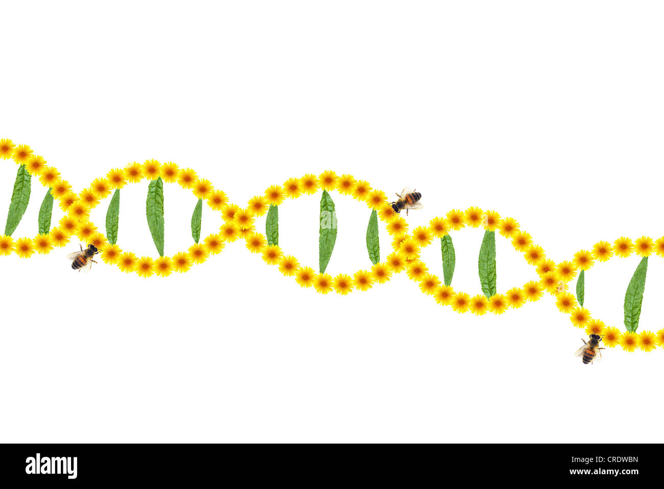 Dna strands hi-res stock photography and images - Alamy