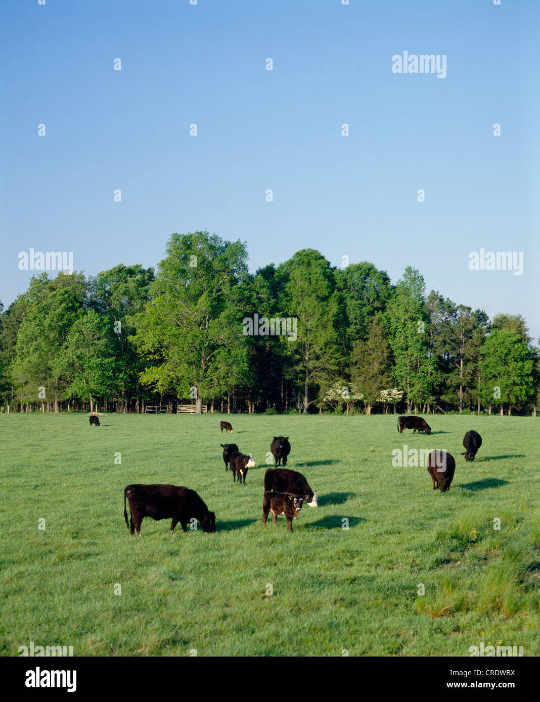 MIXED BREED COW-CALF HERD / NORTH CAROLINA Stock Photo - Alamy