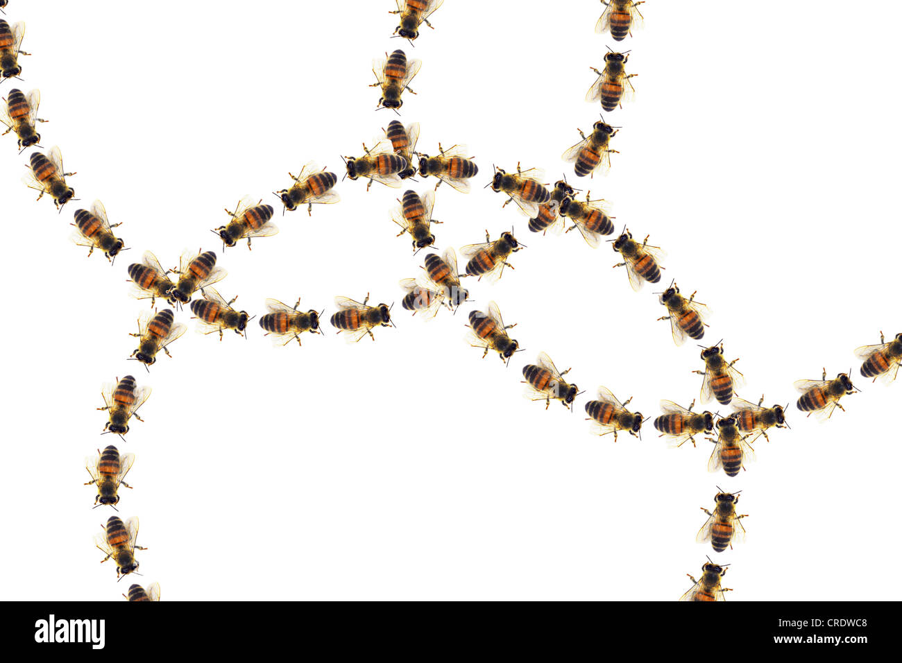 Bee circles, bees walking in circles, composition Stock Photo - Alamy