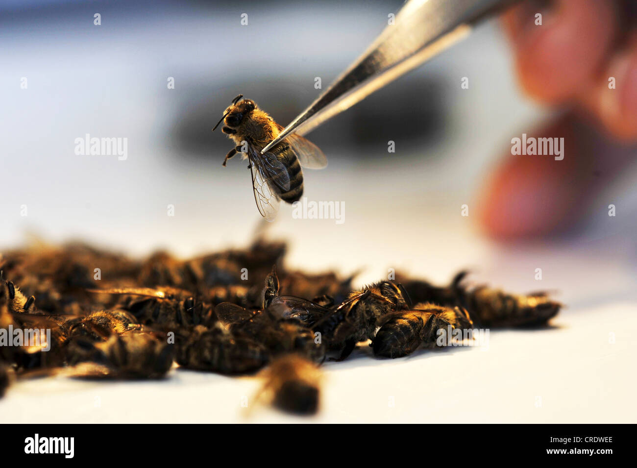 Dead bees hi-res stock photography and images - Alamy