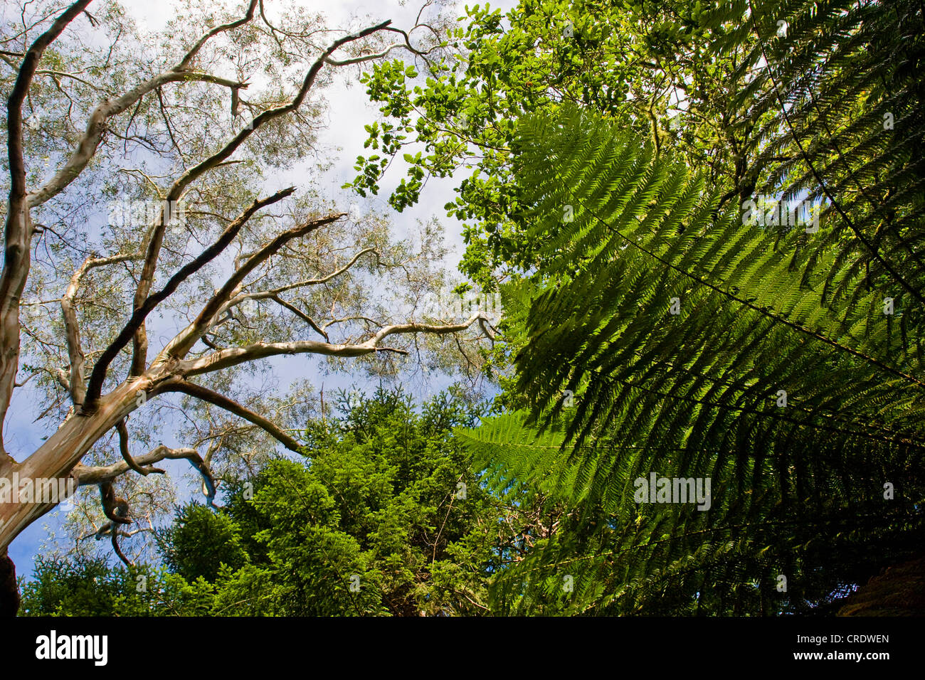 Tasmanian Tree Fern, Soft Tree Fern (Dicksonia antarctica), and ...