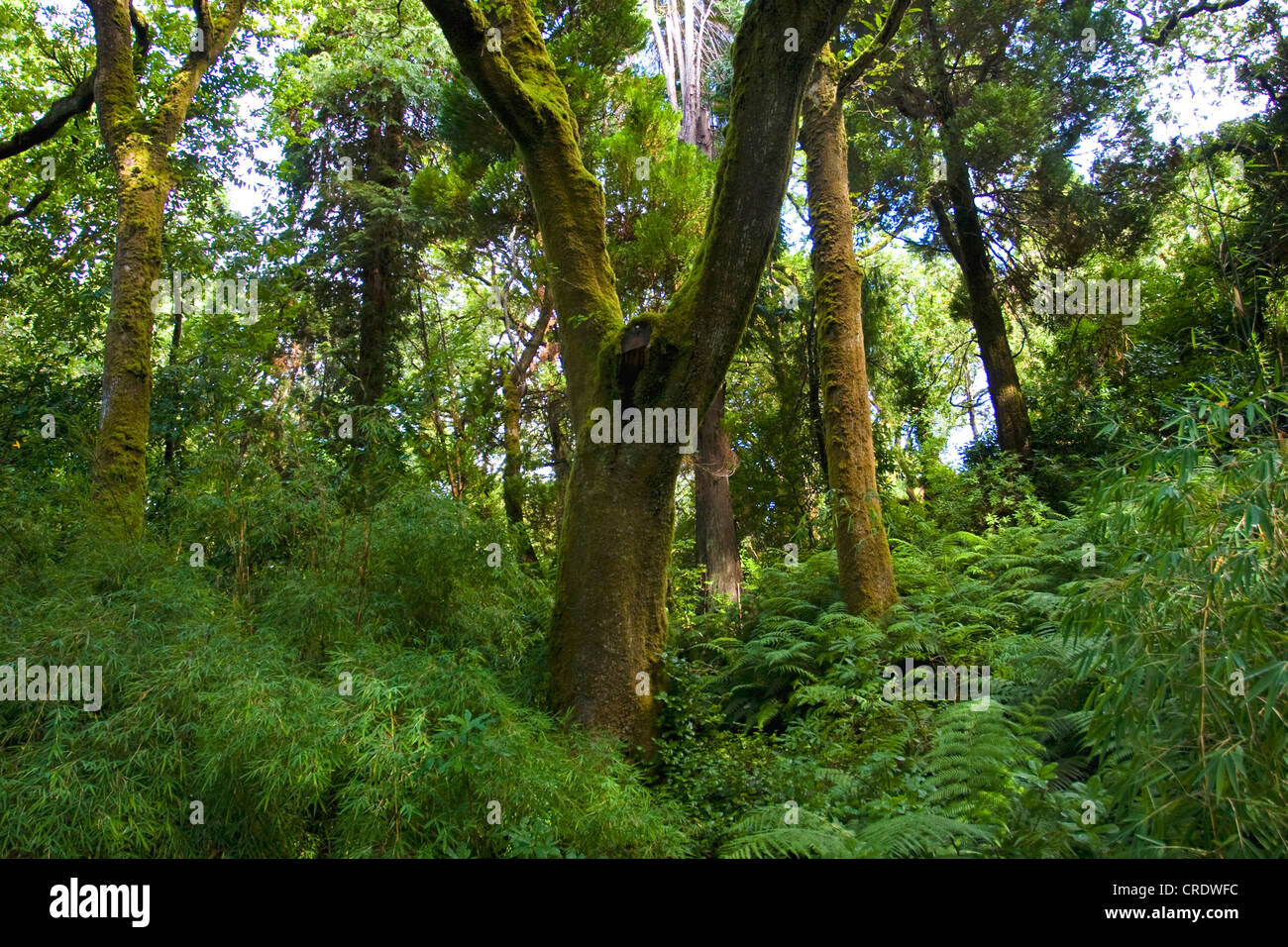 Derreen gardens hi-res stock photography and images - Alamy