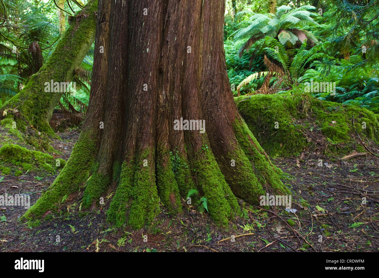 Crdwfm hi-res stock photography and images - Alamy