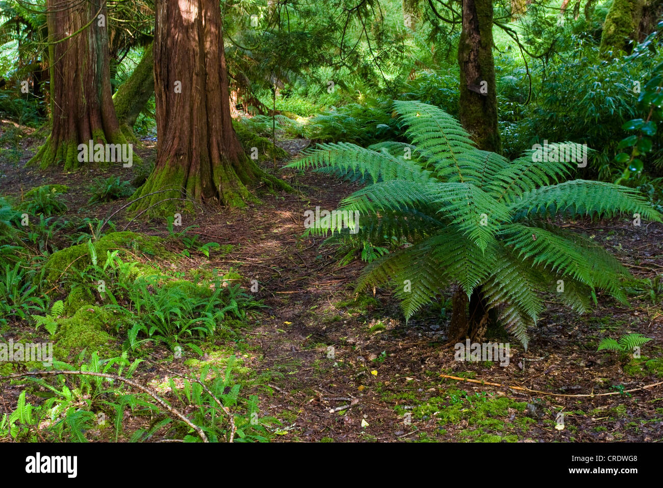 Tasmanian Tree Fern, Soft Tree Fern (Dicksonia antarctica), and mammoth ...