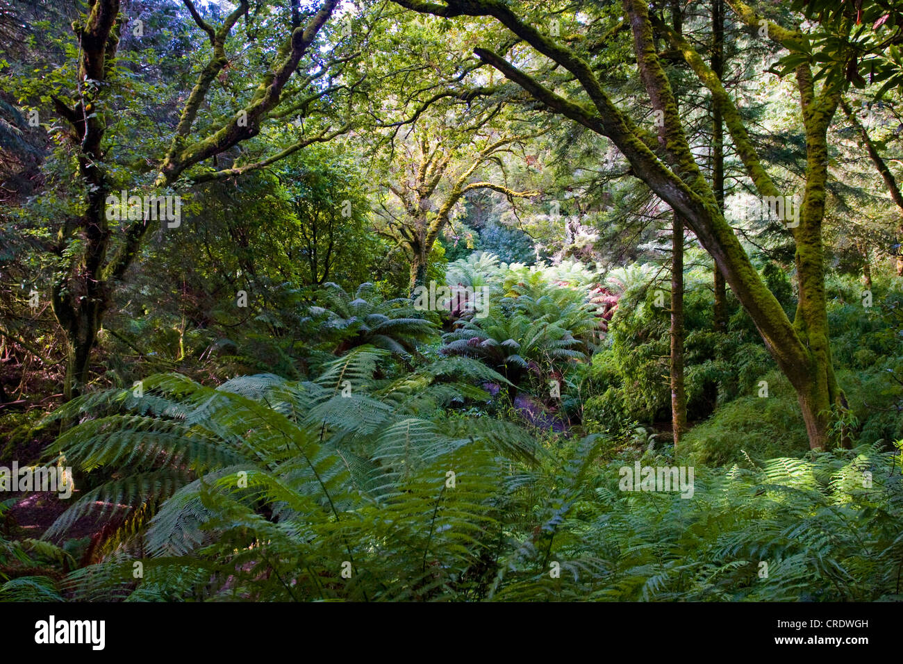 Derreen gardens hi-res stock photography and images - Alamy