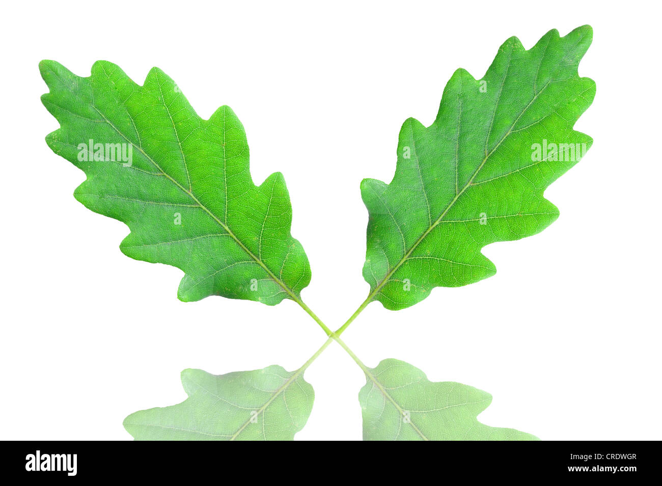 Oak leaves with crossed leaf stalks Stock Photo - Alamy