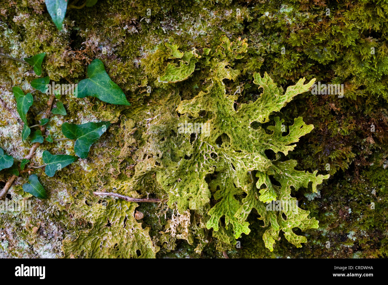 Moss ivy mosses detail hi-res stock photography and images - Alamy