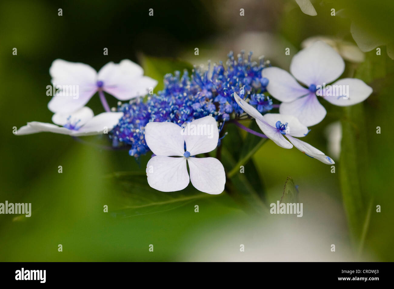 Derreen gardens hi-res stock photography and images - Alamy