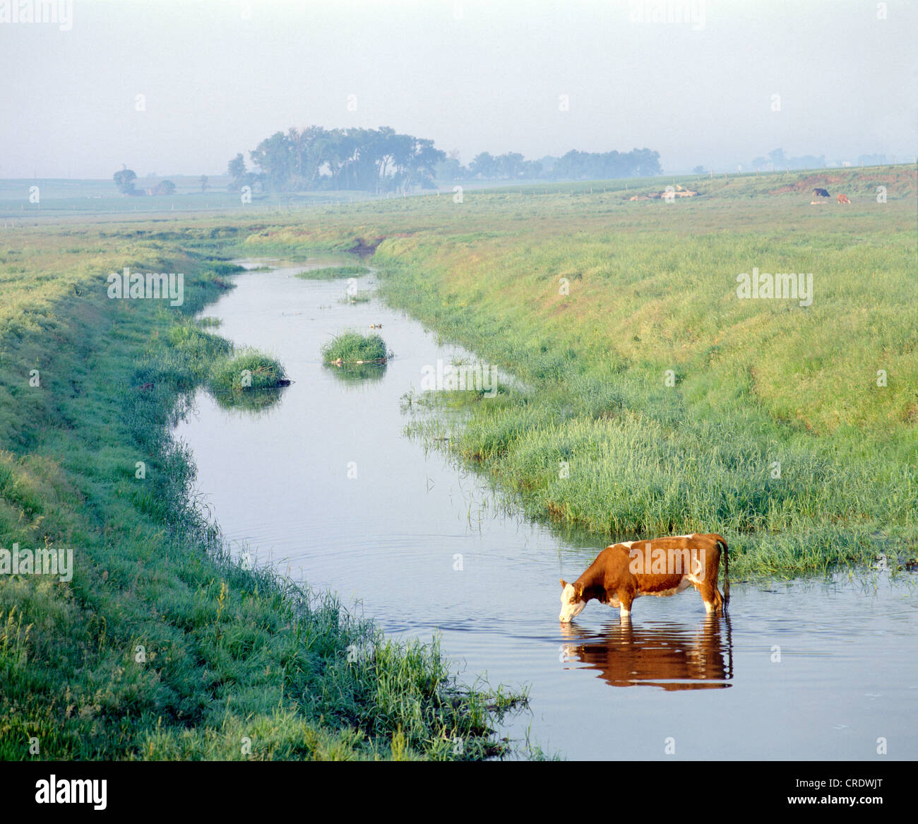 CROSSBRED ON STREAM ON IOWA BEEF FARM Stock Photo - Alamy