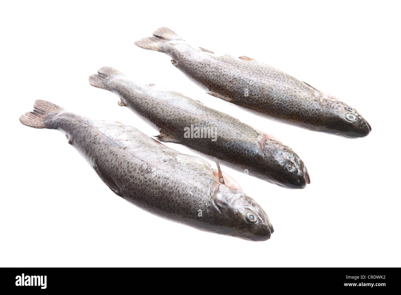 Three char fish (Salvelinus Stock Photo - Alamy