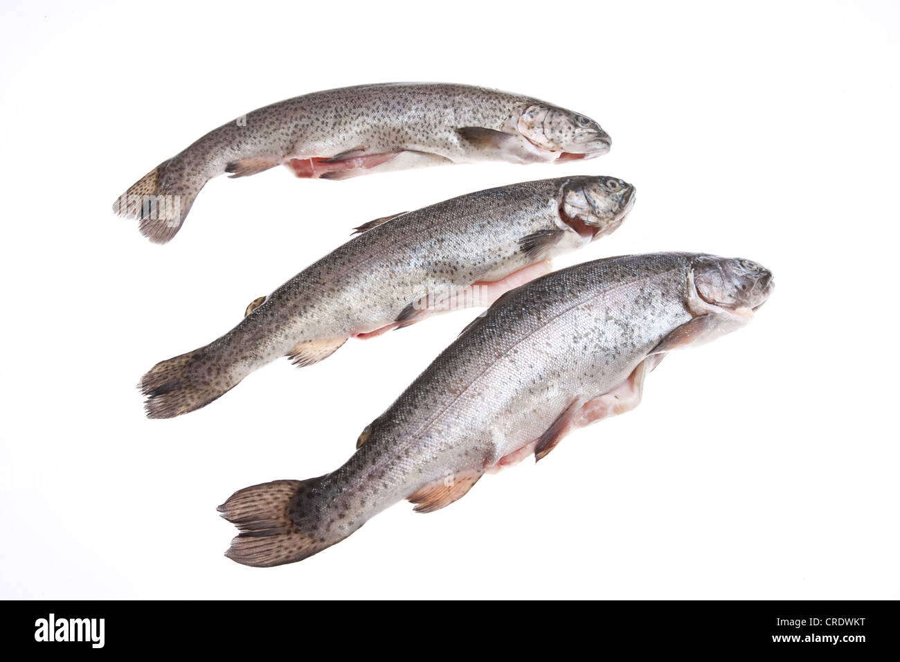 Three char fish (Salvelinus Stock Photo - Alamy