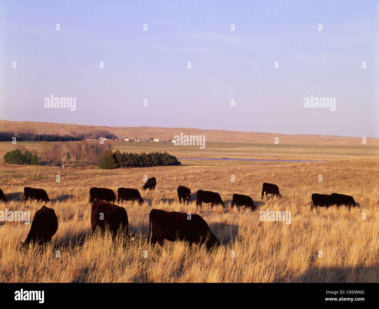 HERD OF ANGUS CATTLE IN SPRING PASTURE, WITH RANCH-HOUSE VISIBLE IN ...