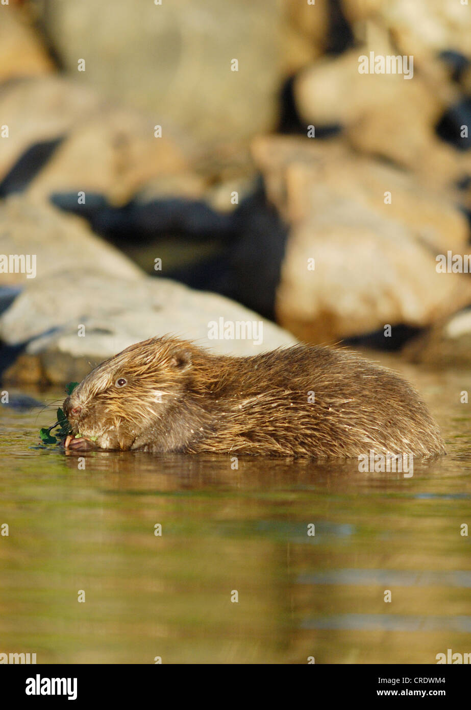 European Beaver (Castor fiber) feeding in a Swedish lake Stock Photo ...