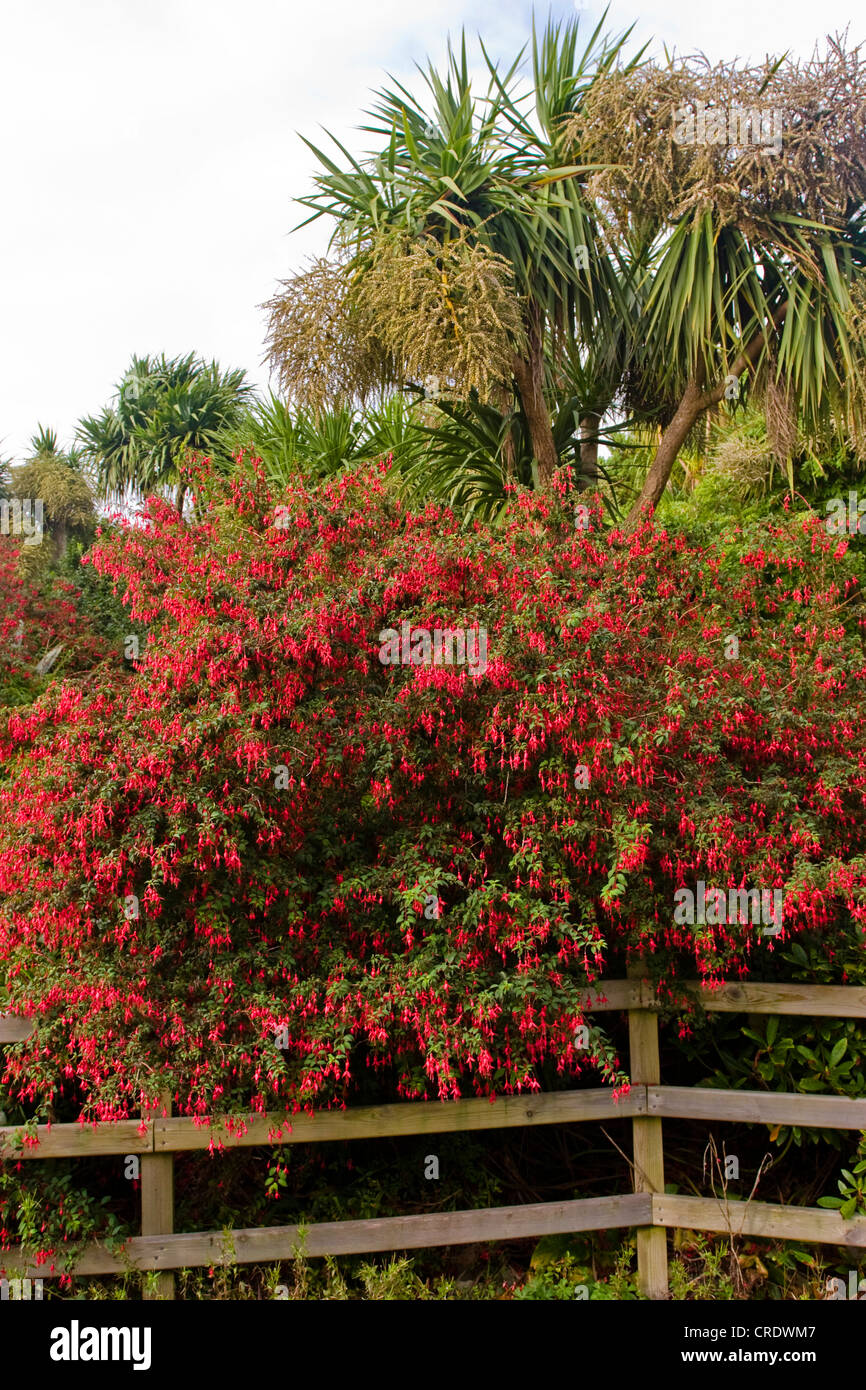 Hardy Fuchsia (Fuchsia magellanica 'Riccartonii'), and palm tree behind ...