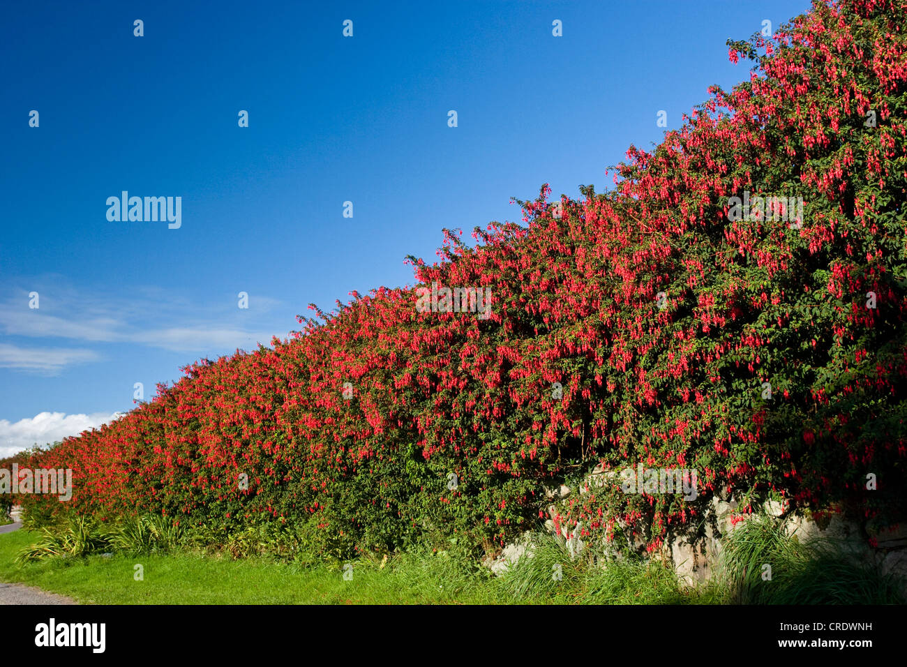 Hardy Fuchsia (Fuchsia magellanica 'Riccartonii'), flowering Hedge ...