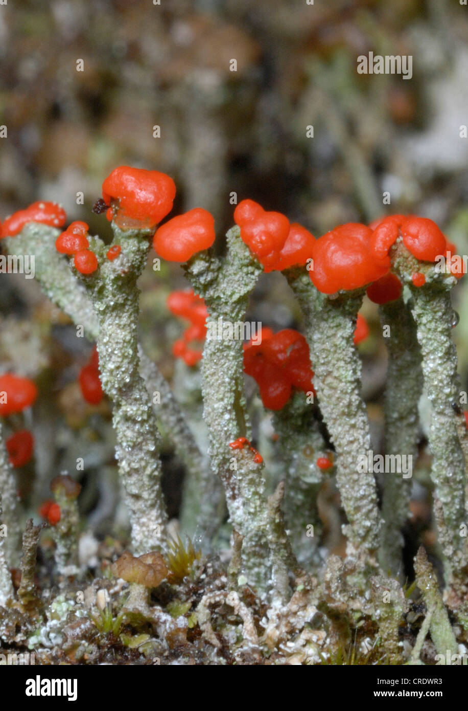 British Soldiers Lichen (Cladonia sp.) on Crookham Common, Surrey ...