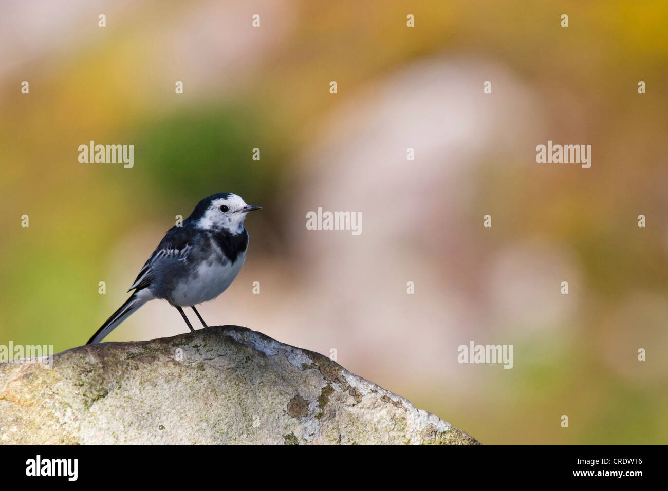 pied wagtail (Motacilla alba), standing on a stone, Ireland, Kerrysdale ...