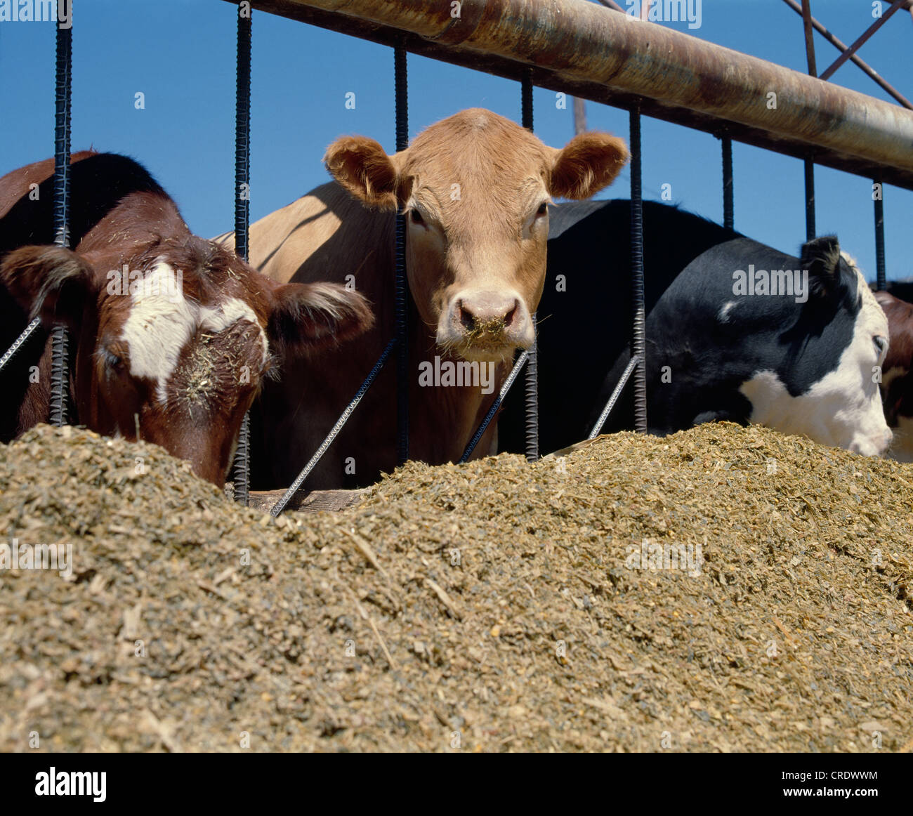 Beef cattle feeding on silage hi-res stock photography and images - Alamy