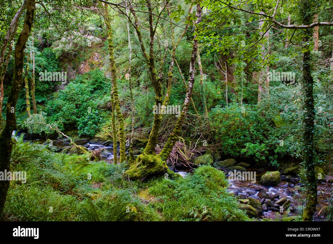 forest creek, KIllarney National Park, Ireland, Kerrysdale, Killarney ...