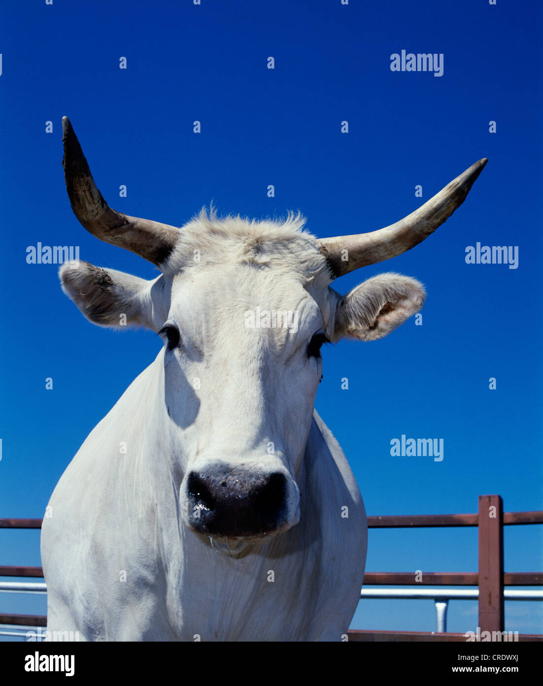 Chianina Bull With Horns