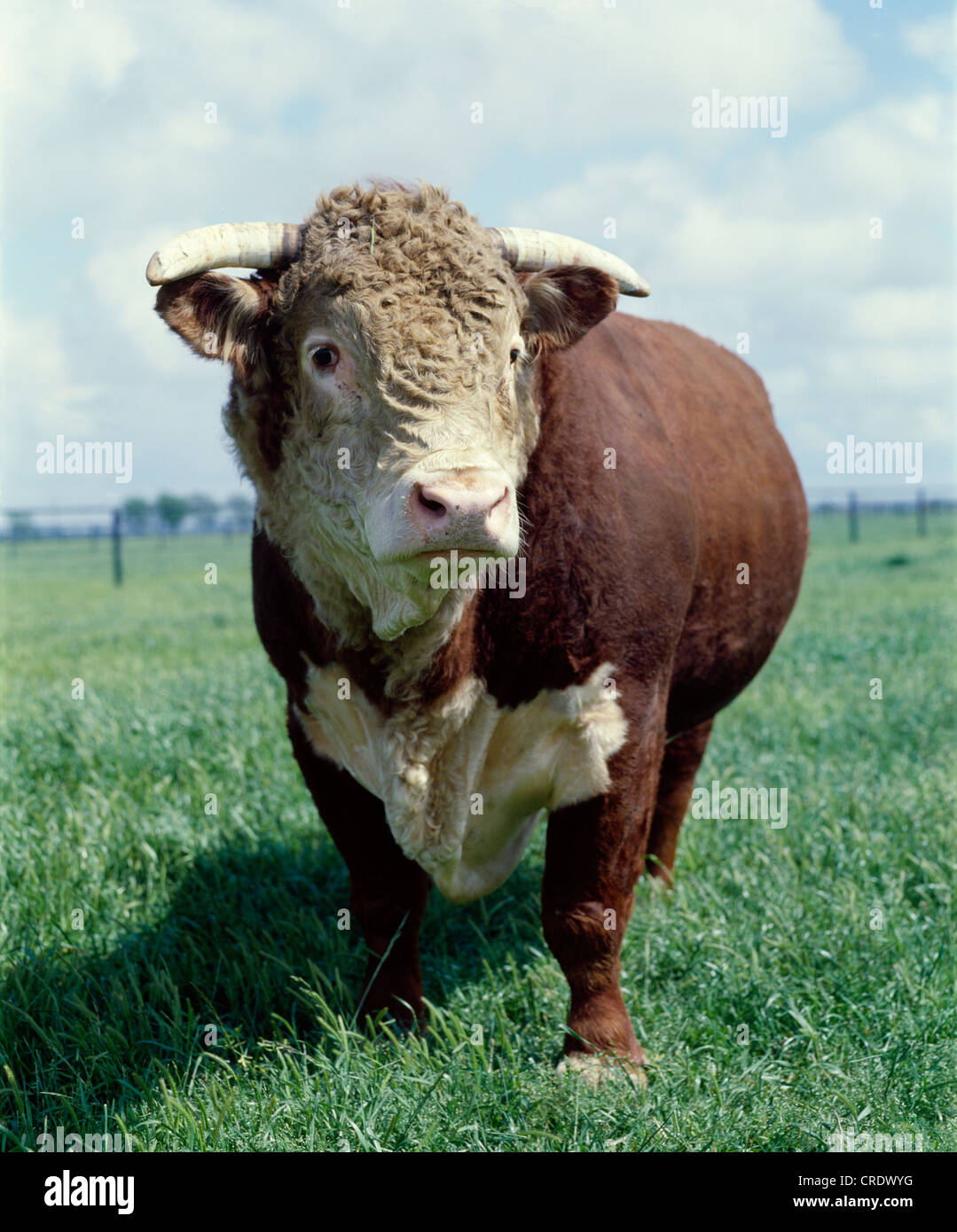 PUREBRED HEREFORD BULL / MISSISSIPPI Stock Photo - Alamy