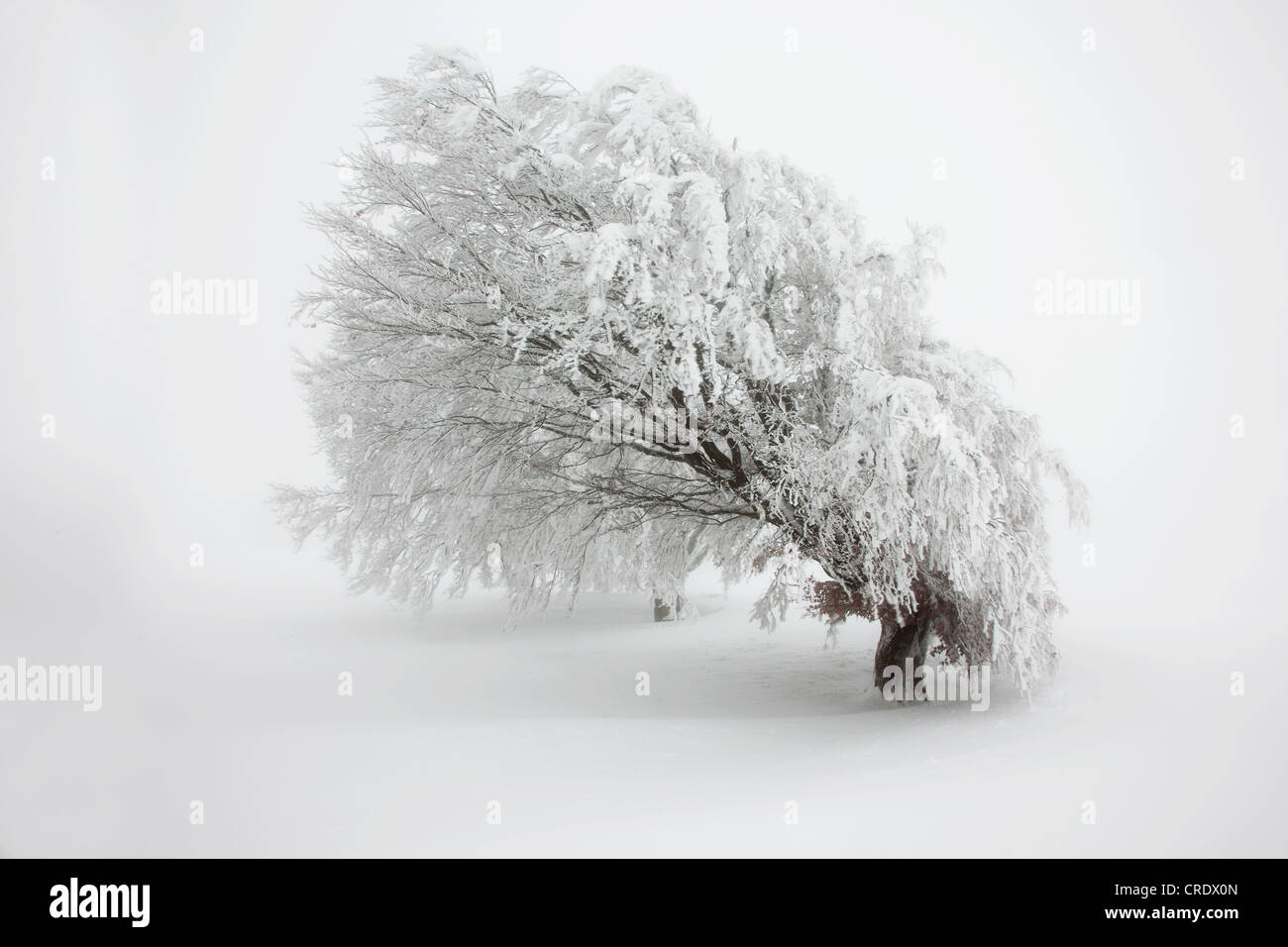 Wind shaped trees hi-res stock photography and images - Alamy