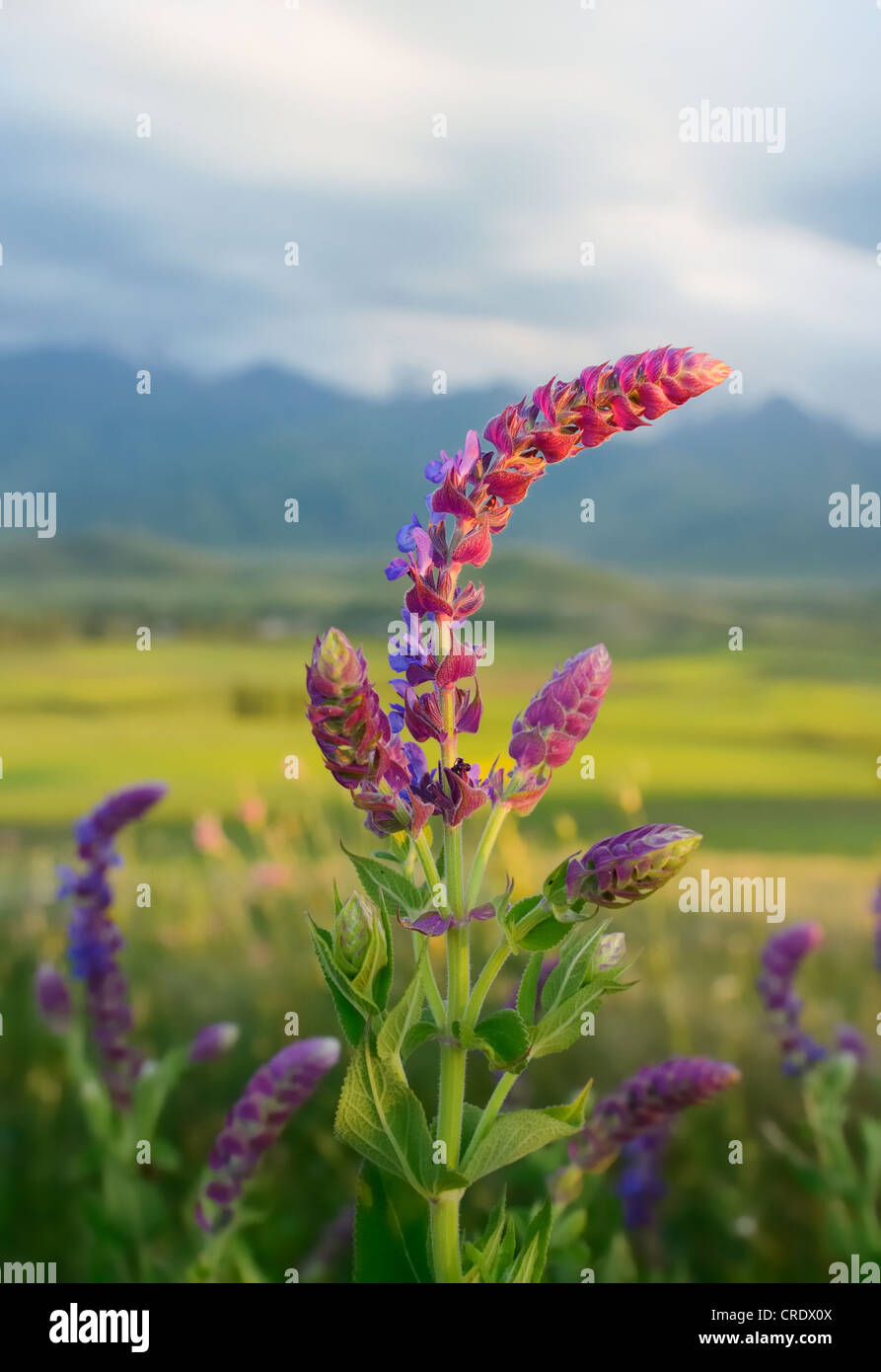 Salvia in nature background Stock Photo - Alamy