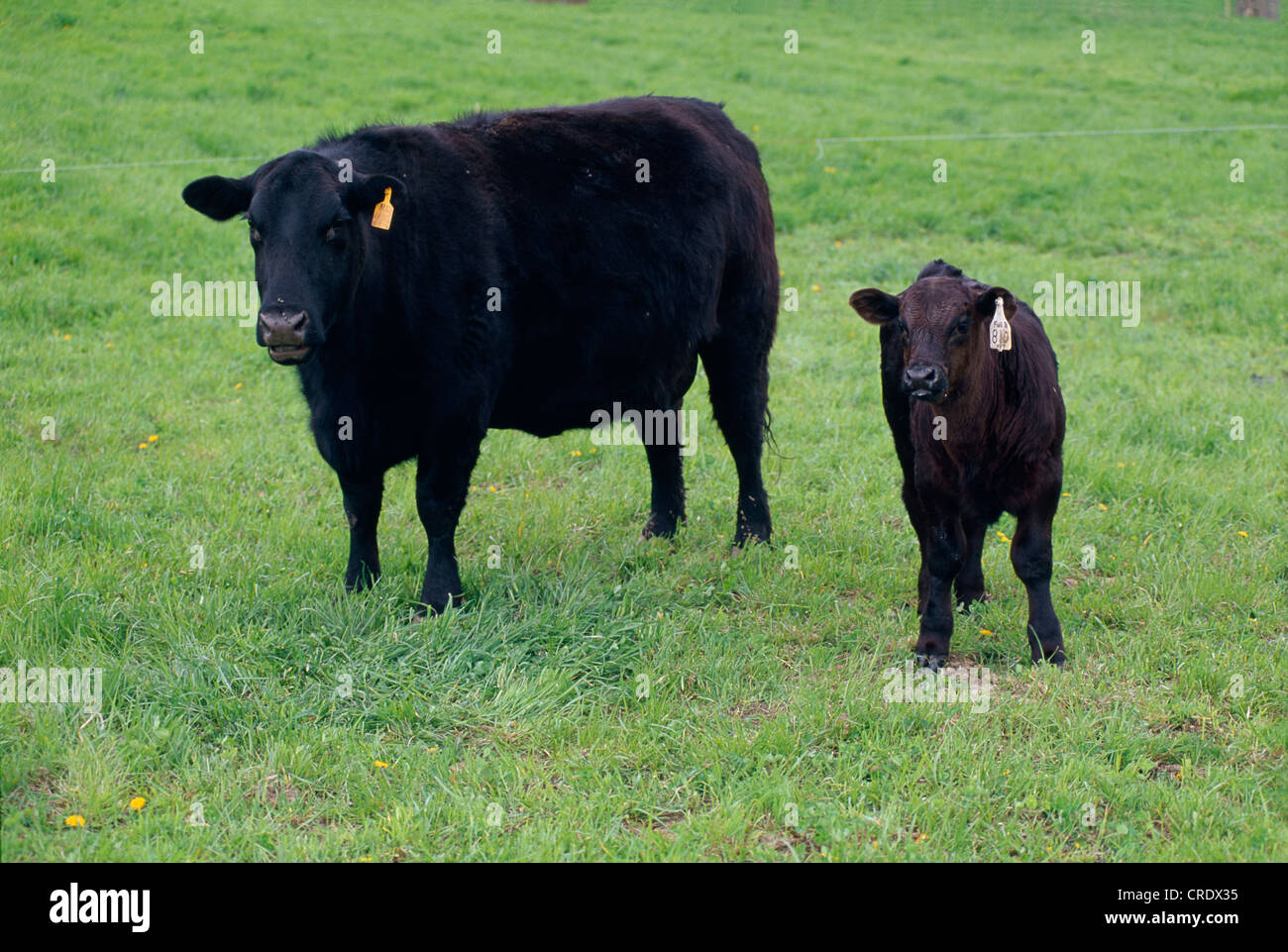 REGISTERED BLACK ANGUS COW AND CALF IN ROTATIONAL PASTURE / WISCONSIN ...