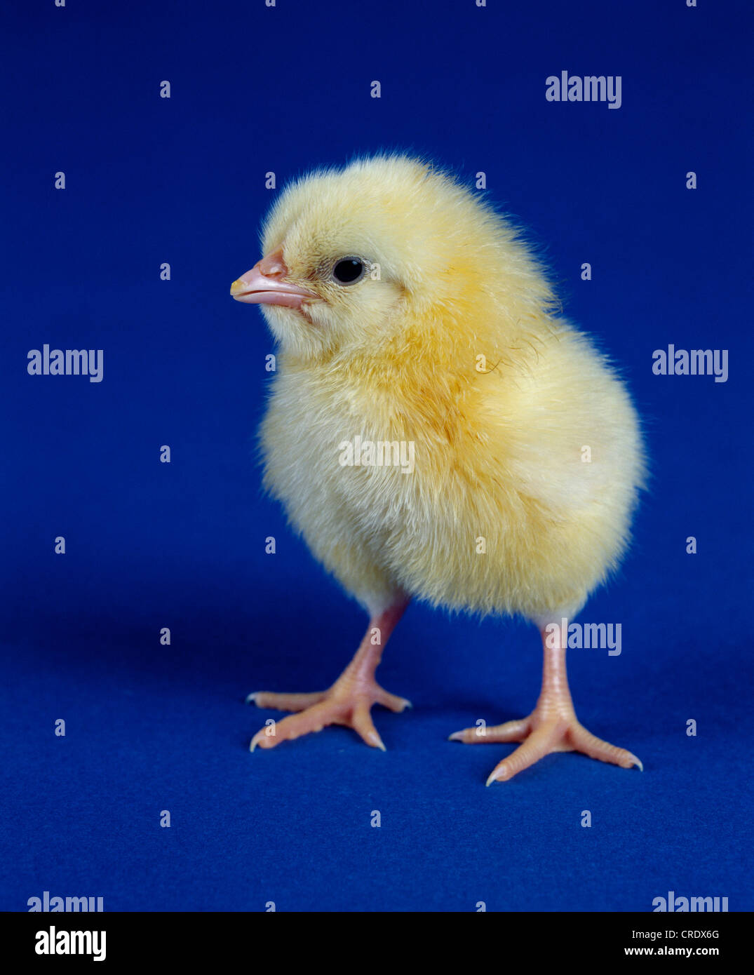 Leghorn white chicken hi-res stock photography and images - Alamy