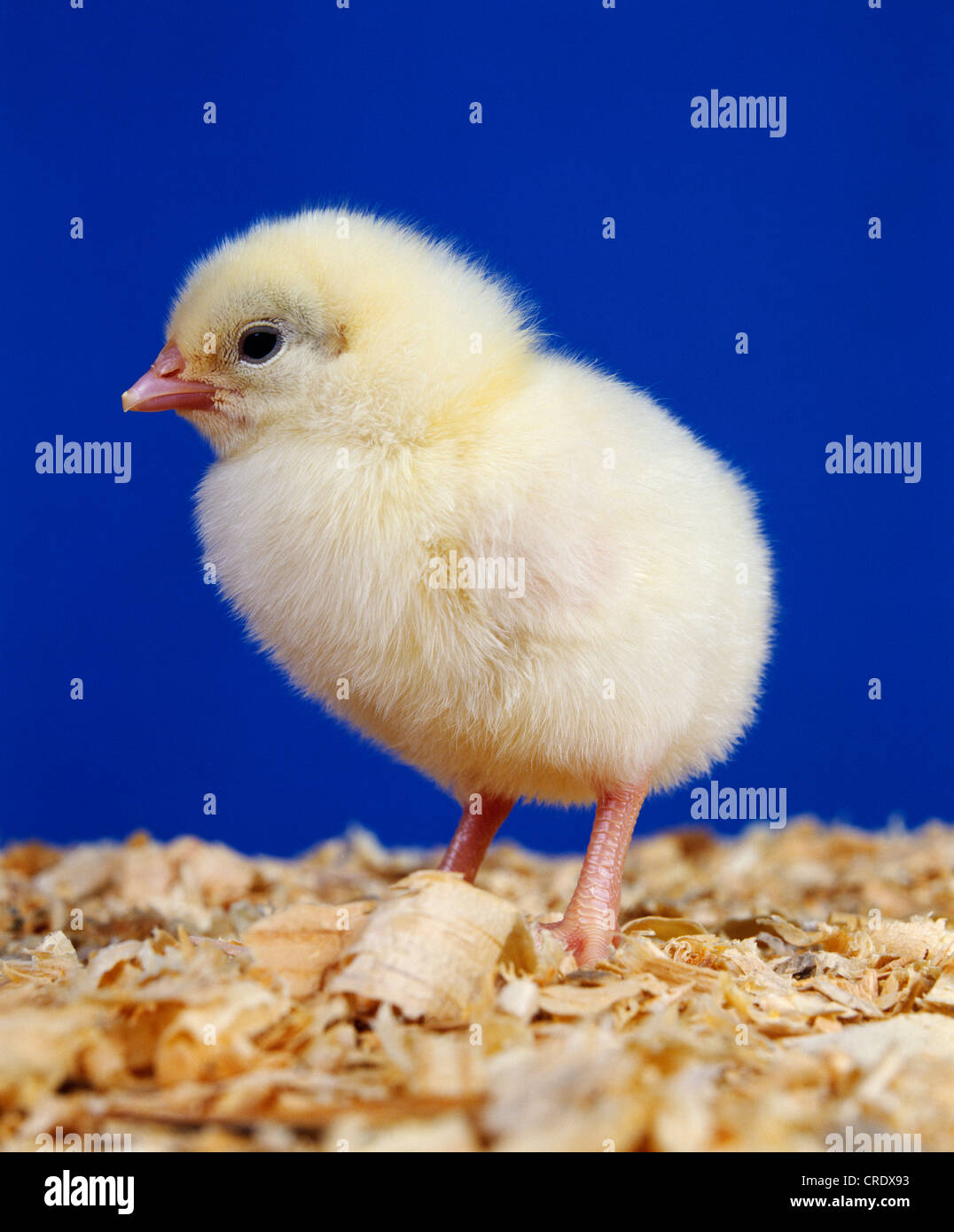 DAY OLD HY-LINE WHITE LEGHORN LAYER CHICK Stock Photo - Alamy