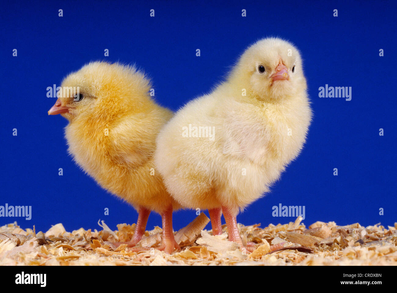 White leghorn hi-res stock photography and images - Alamy