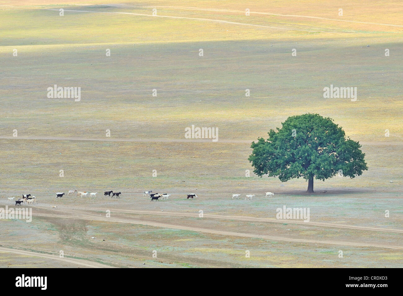 Lonly tree and goats Stock Photo - Alamy