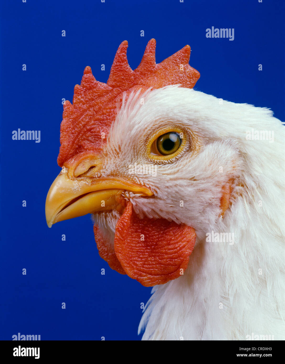 HUBBARD CROSS BROILER, 6 WEEK OLD (COCKEREL Stock Photo - Alamy
