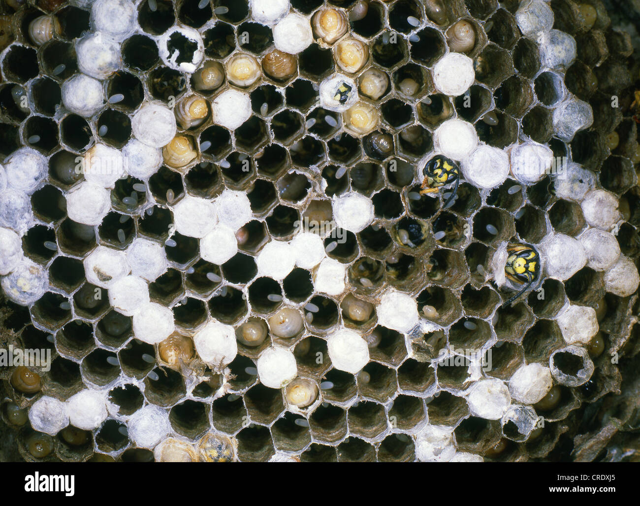 Detail of wasp nest Stock Photo - Alamy