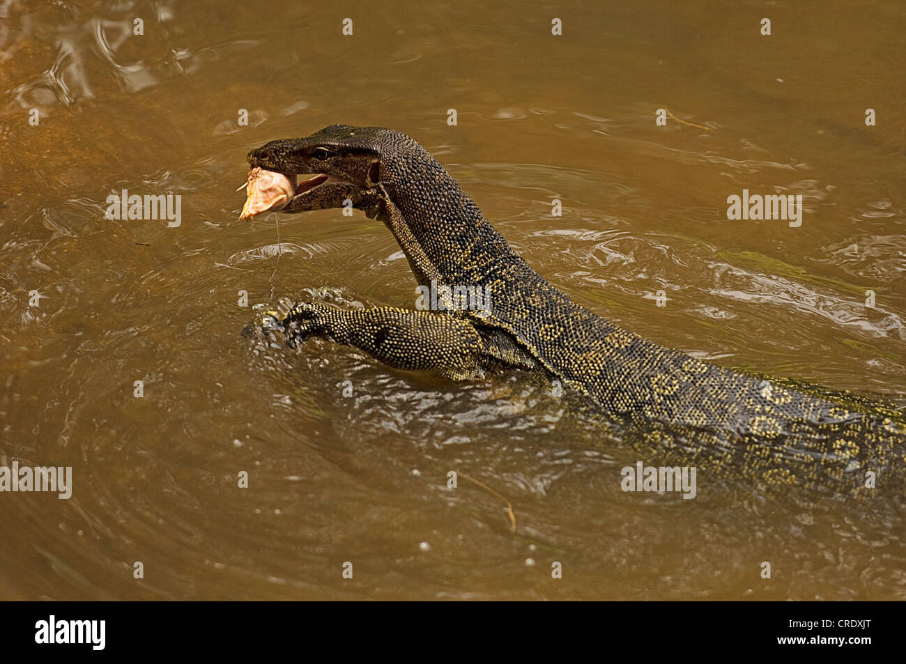 common Asiatic monitor, water monitor, common water monitor, Malayan ...