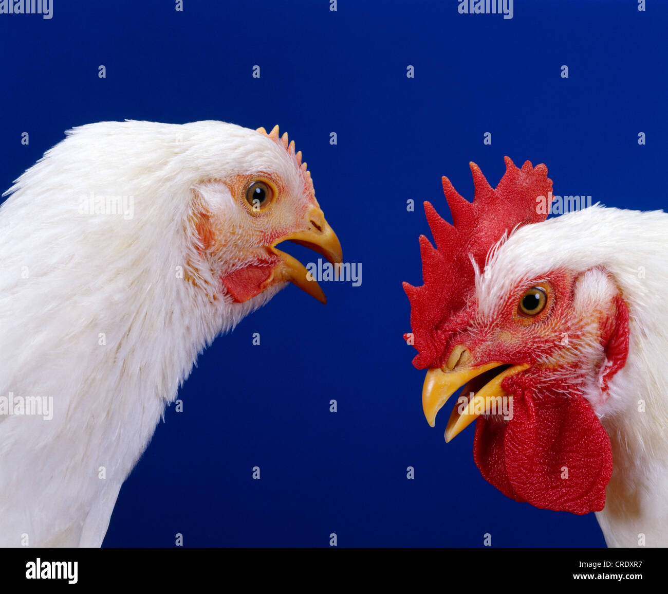 HUBBARD CROSS BROILERS, 8 WEEKS OLD (PULLET/COCKEREL Stock Photo - Alamy