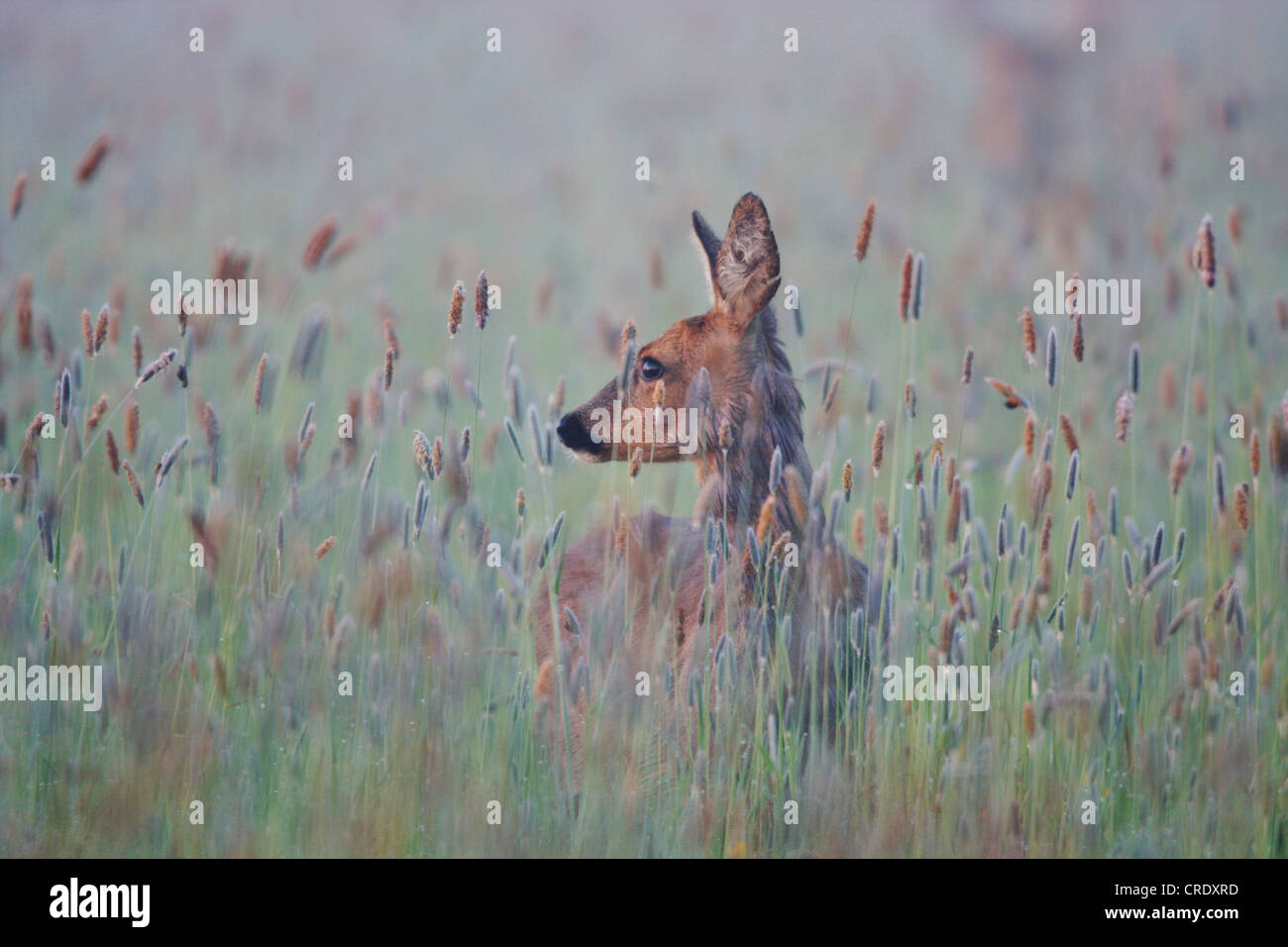 roe deer (Capreolus capreolus), in high grasses, Austria, Neusiedler ...