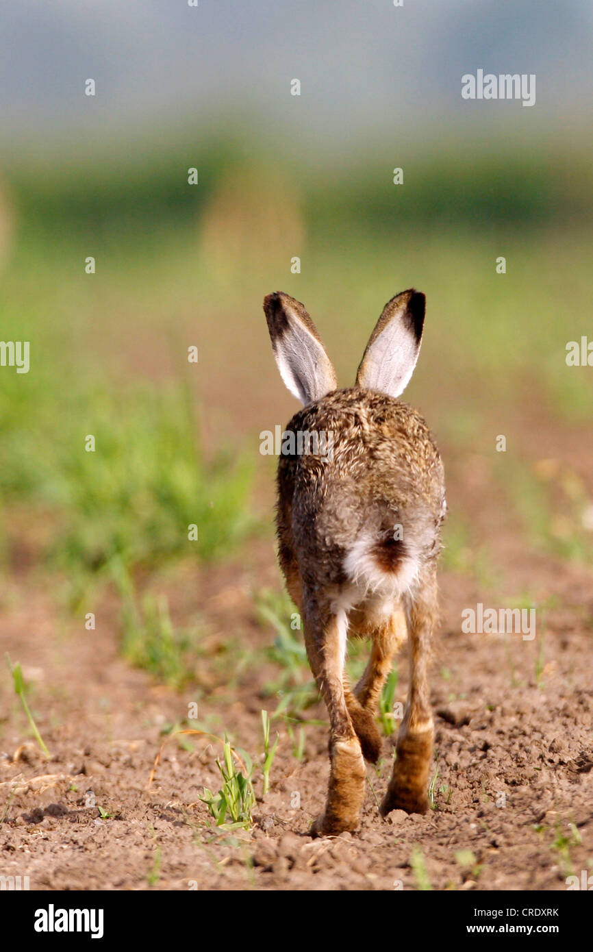 European hare (Lepus europaeus), toddling off on a field, Austria ...