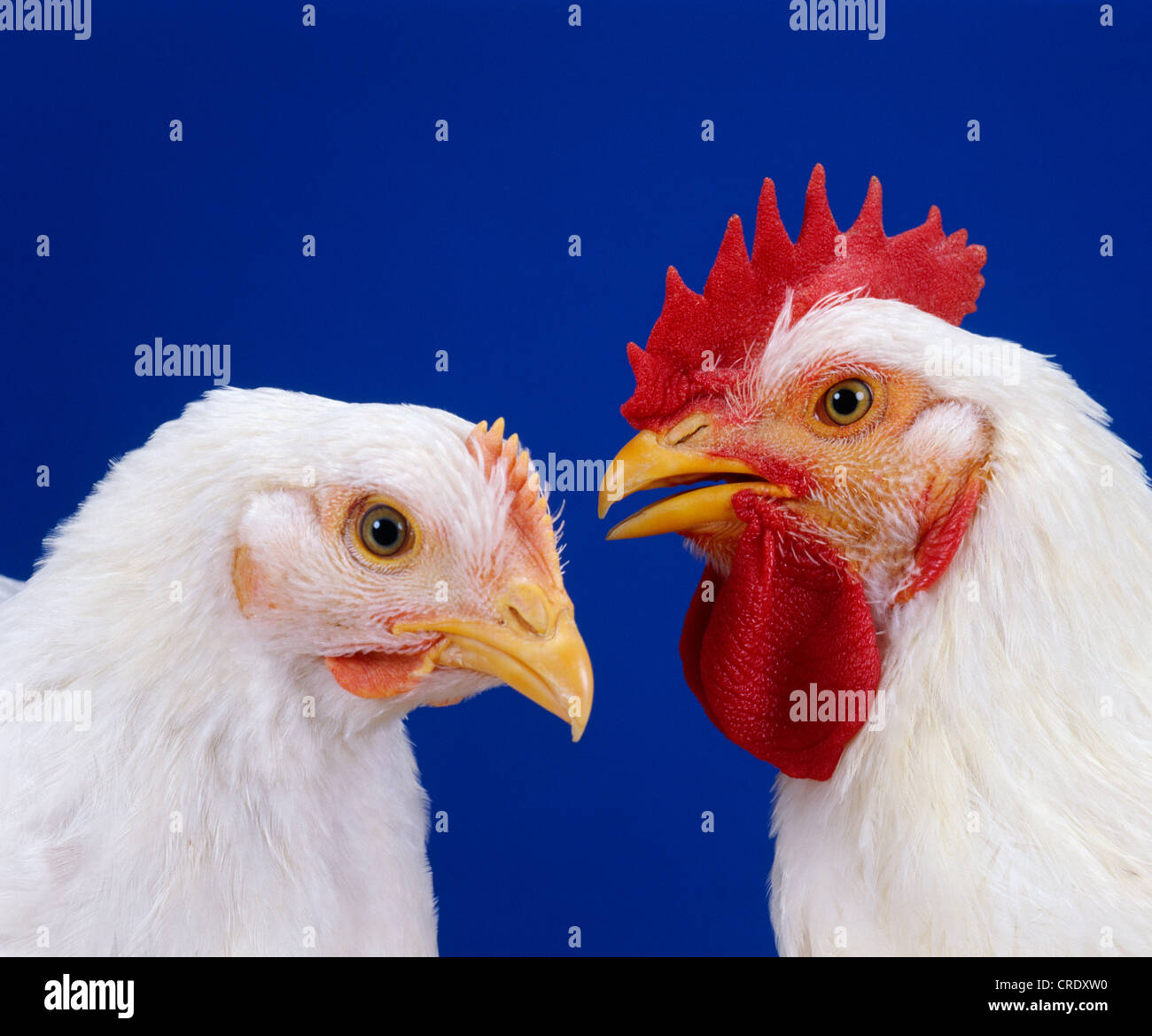 HUBBARD CROSS BROILERS, 8 WEEKS OLD (PULLET/COCKEREL Stock Photo - Alamy