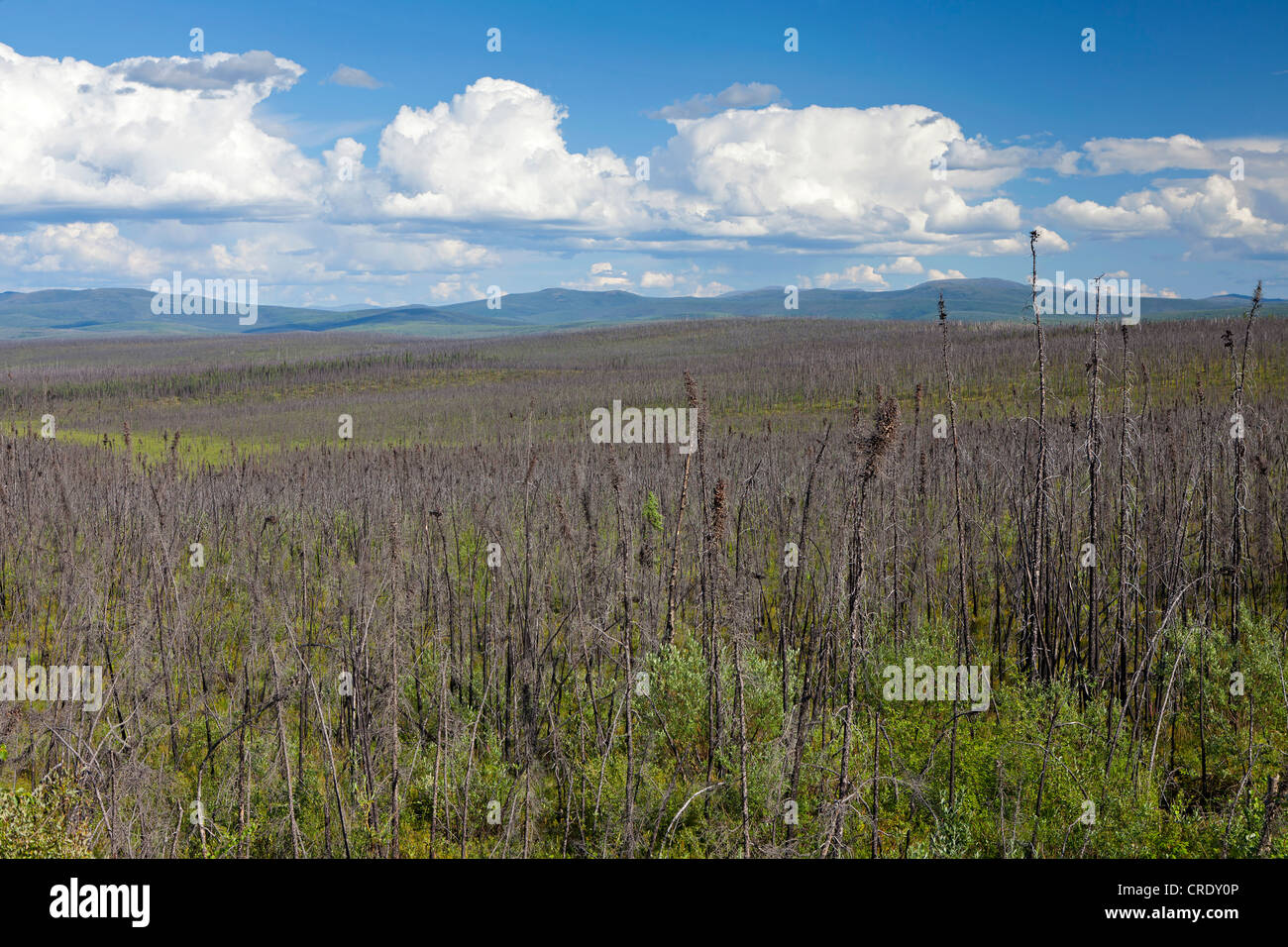Forest fire area in the evening light on Taylor Highway, Alaska, USA ...