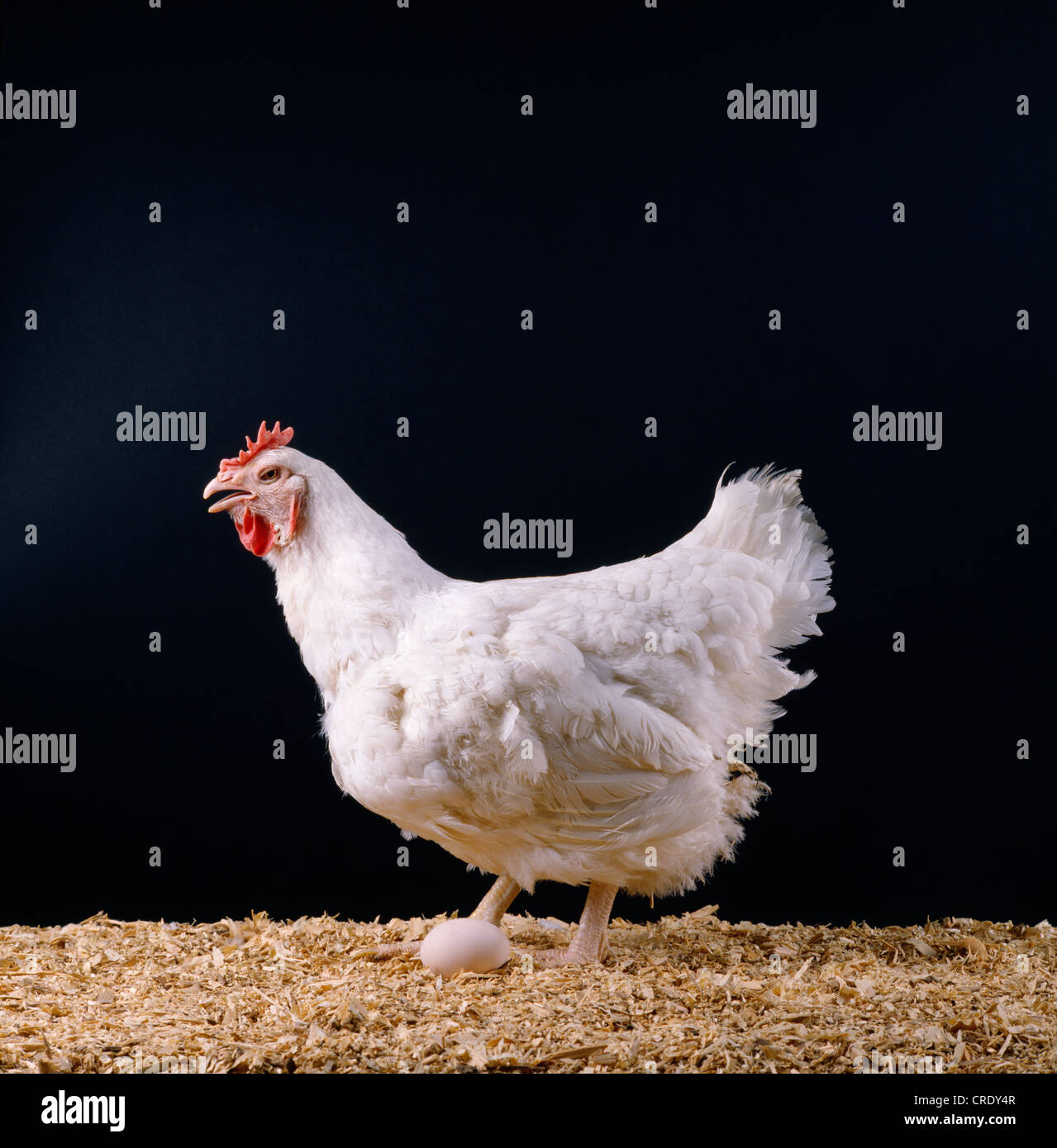 BROILER HEN GEORGIA Stock Photo - Alamy