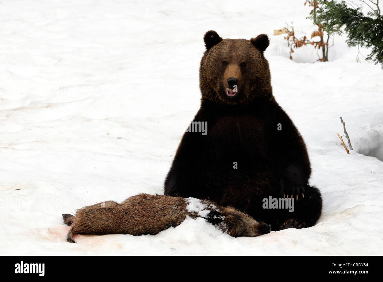 Brown bear eating wild boar hi-res stock photography and images - Alamy