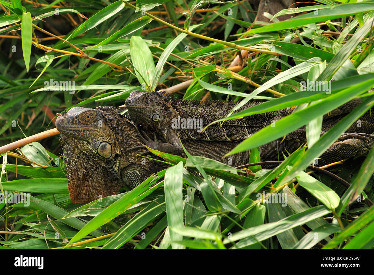 green iguana, common iguana (Iguana iguana), two individuals, Costa ...