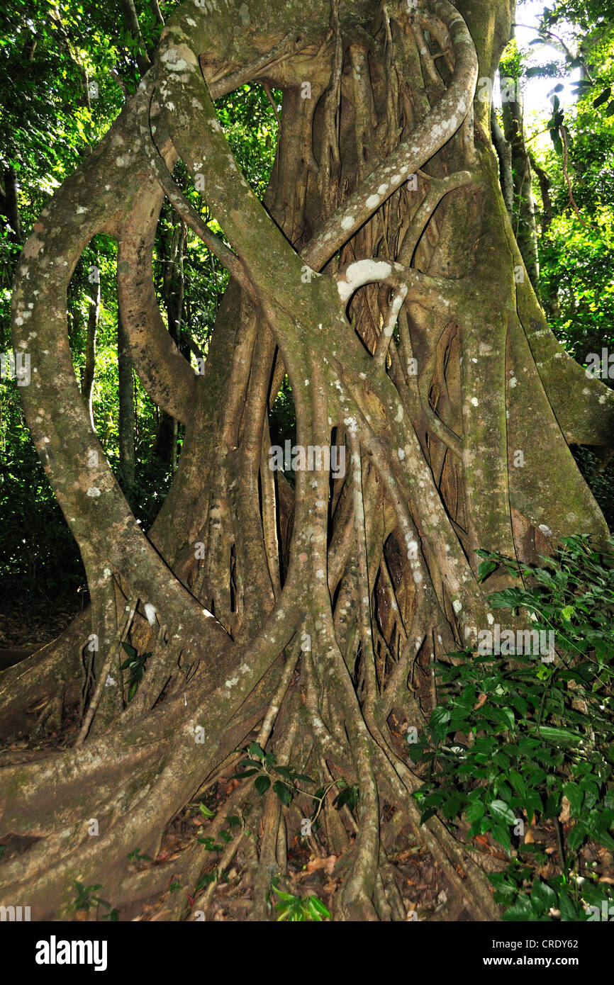 Emergent rainforest tree hi-res stock photography and images - Alamy